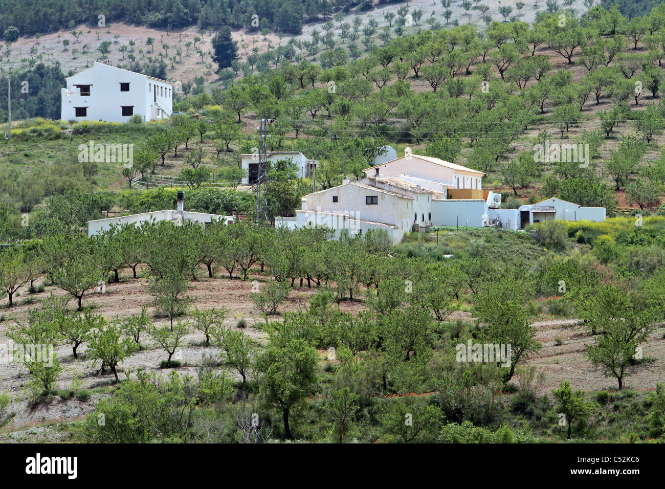 Olive grove on the hillside in Spain with farmhouses Stock Photo - Alamy