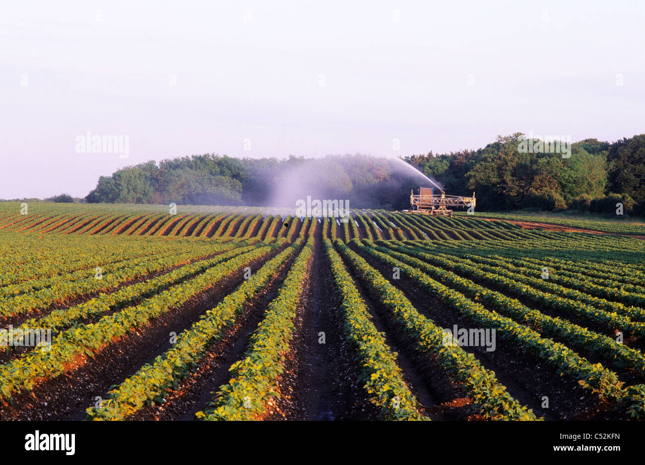 Irrigating Potato Crop during Drought field fields England UK English ...