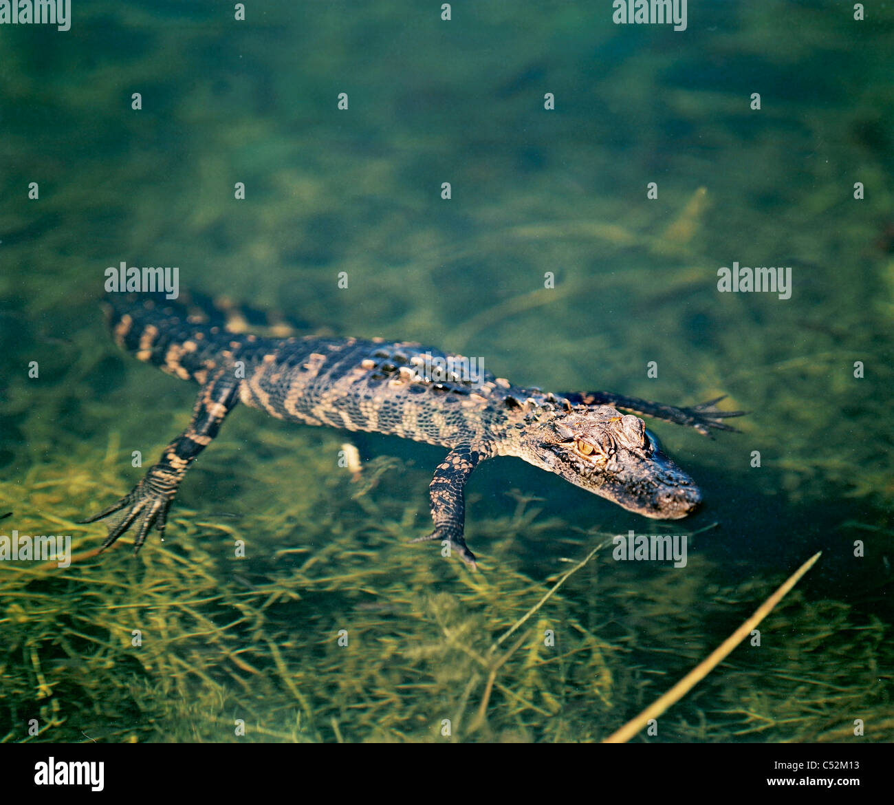 young American Alligator Stock Photo - Alamy