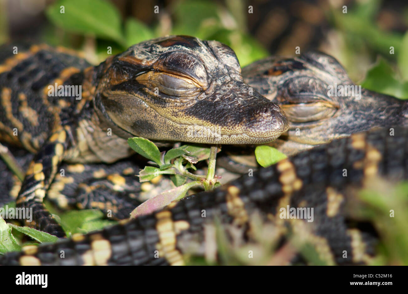 American alligator babies hi-res stock photography and images - Alamy