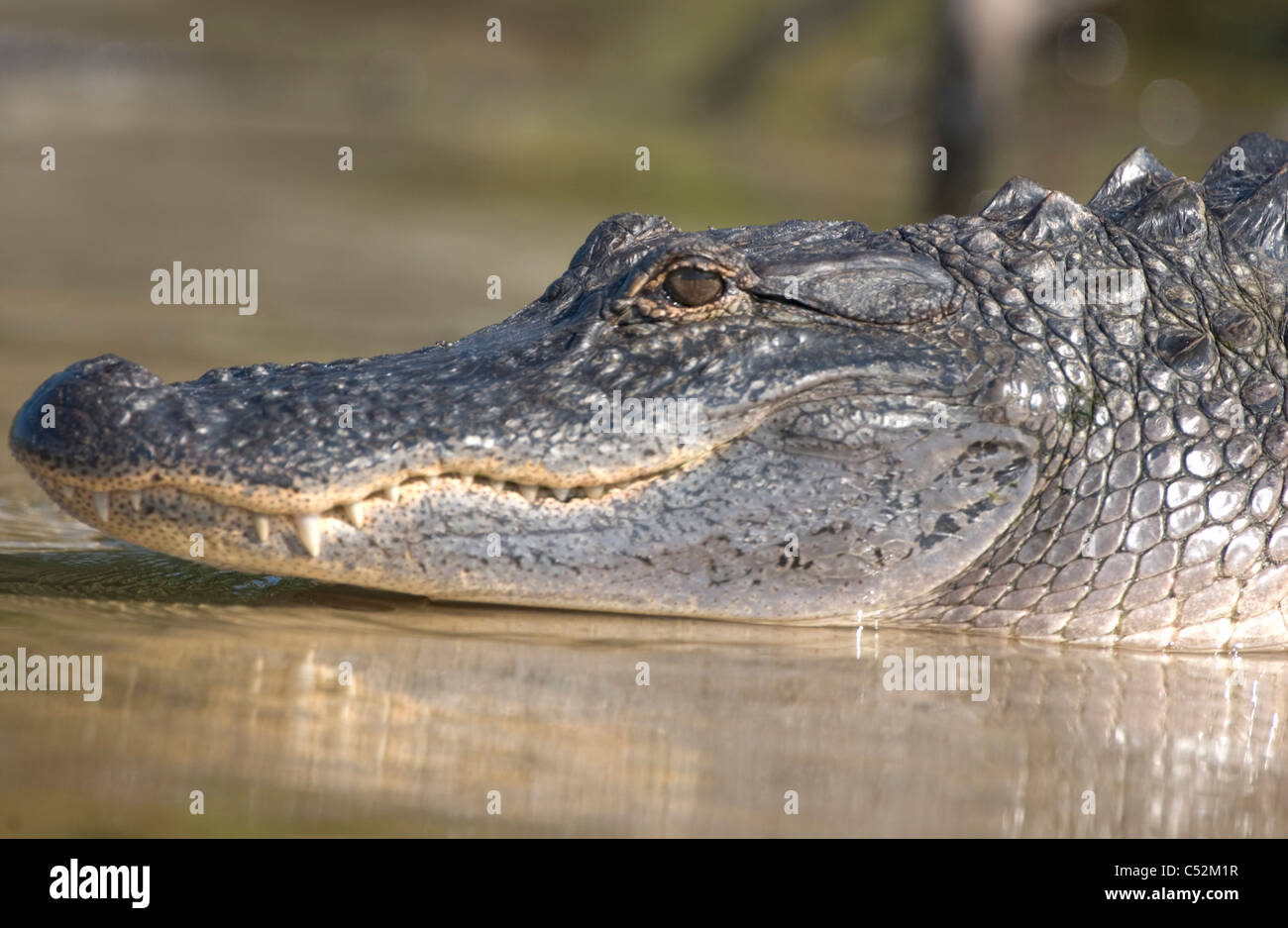 Kissimmee alligator hi-res stock photography and images - Alamy