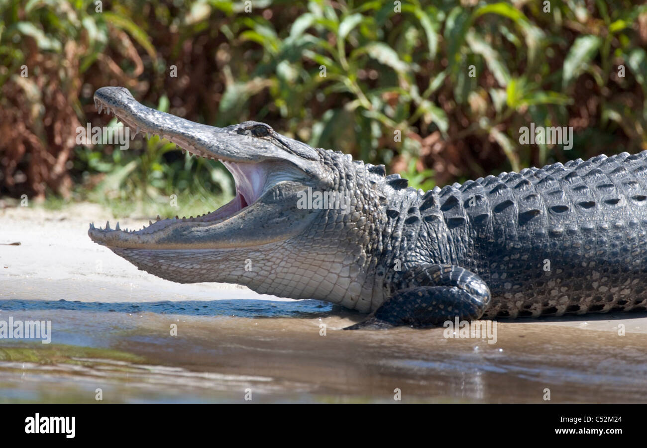 American Alligator with mouth open Stock Photo - Alamy