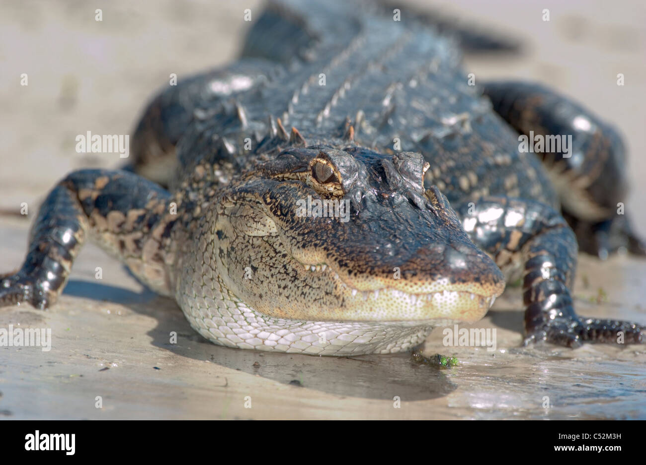 Kissimmee alligator hi-res stock photography and images - Alamy