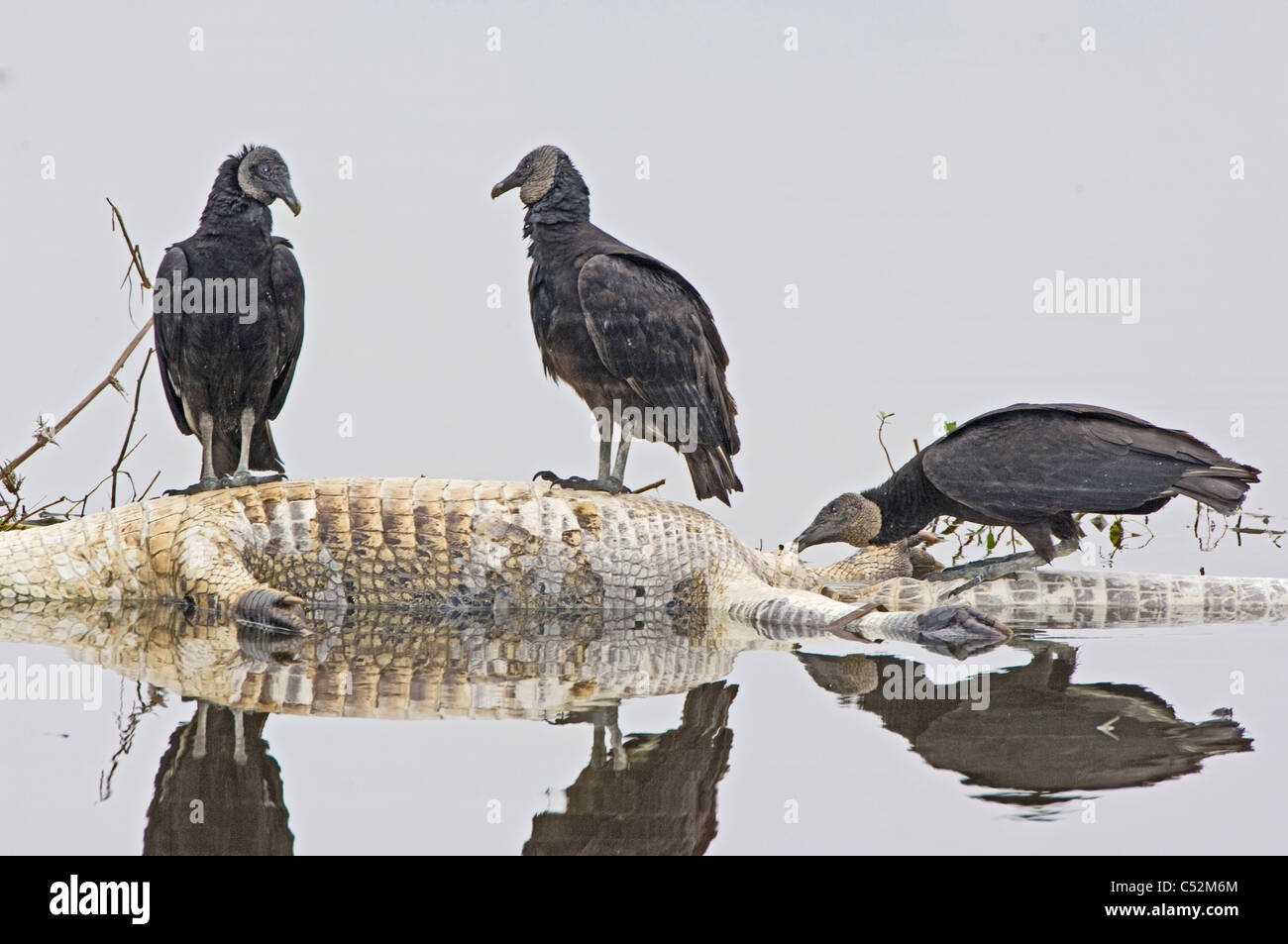 Dead alligator hi-res stock photography and images - Alamy