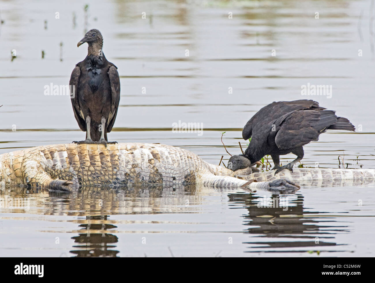 Gator dead hi-res stock photography and images - Alamy