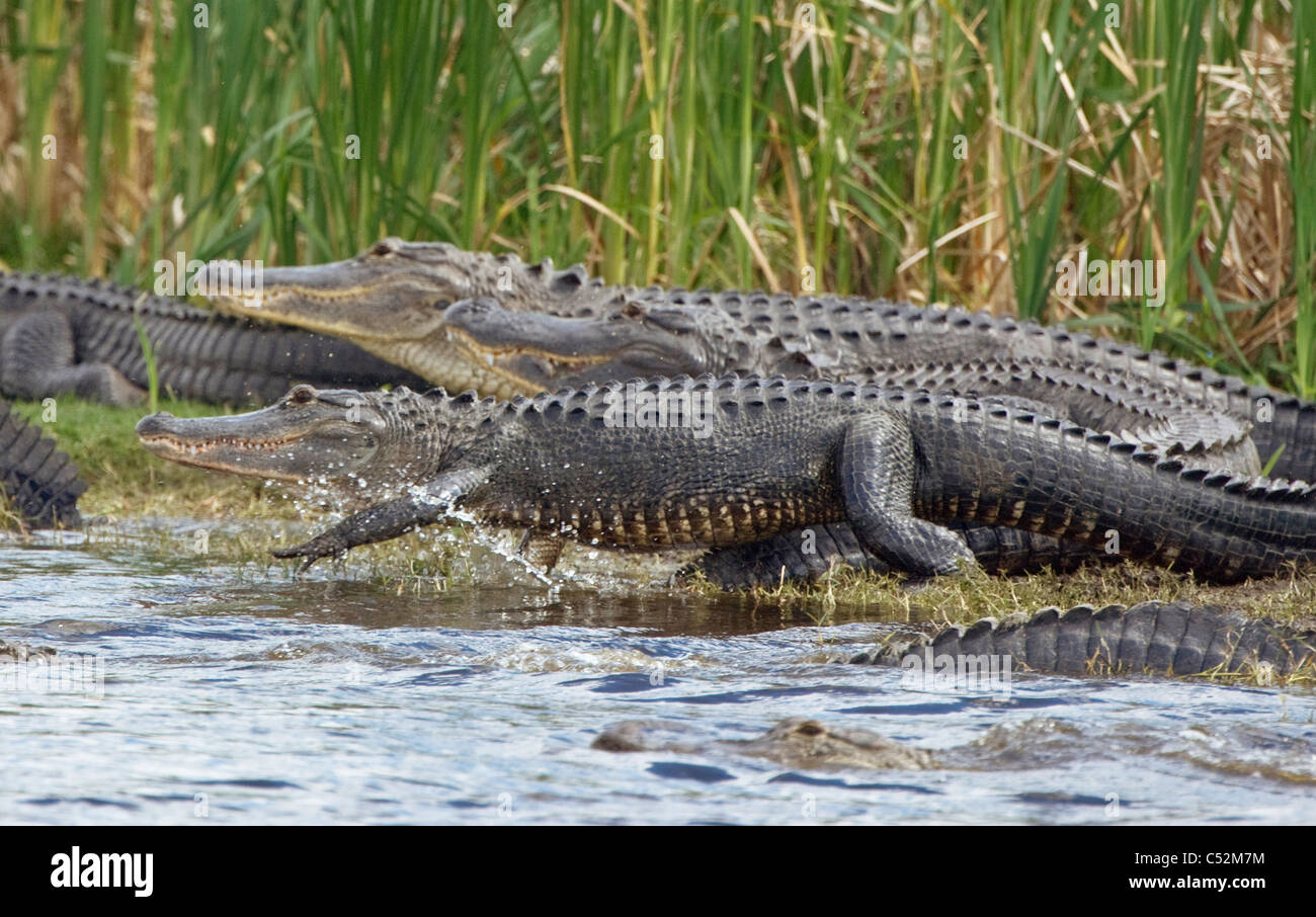 Alligator walking hi-res stock photography and images - Alamy