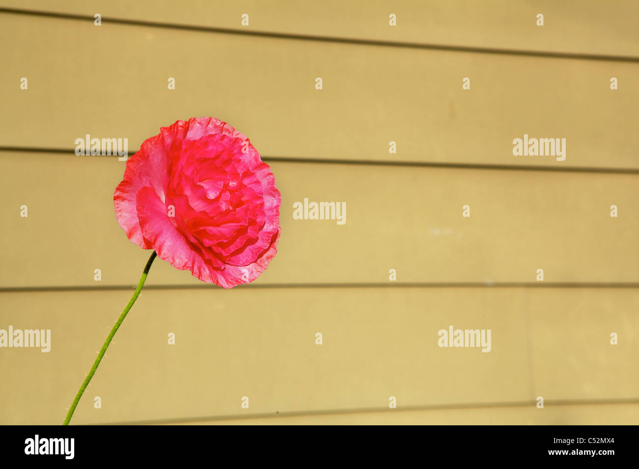 Single red carnation against a yellow wall Stock Photo - Alamy
