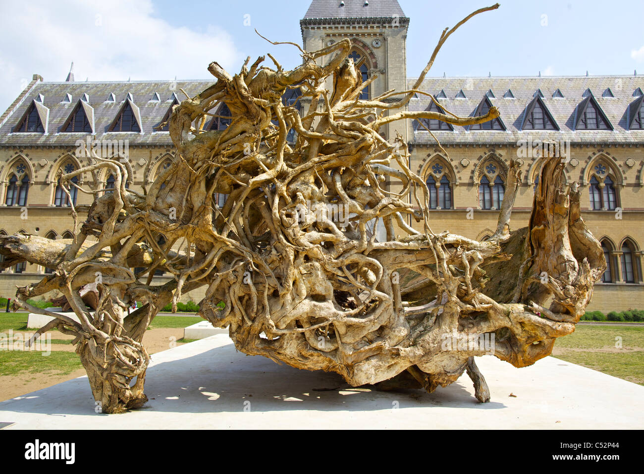 Tree roots in Ghost Forest exhibition at Oxford University’s Museum of ...