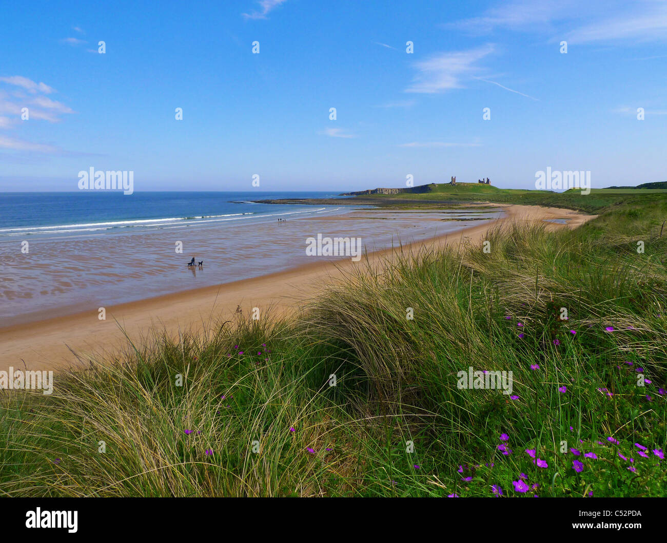 Northumberland beach with distant view of Dunstanburgh castle Stock ...