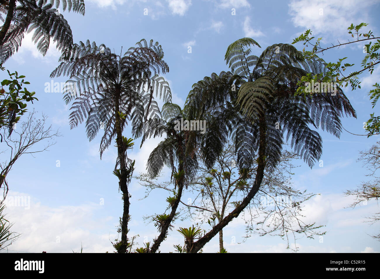 Ancient palm tree in Costa Rica, Central America Stock Photo - Alamy