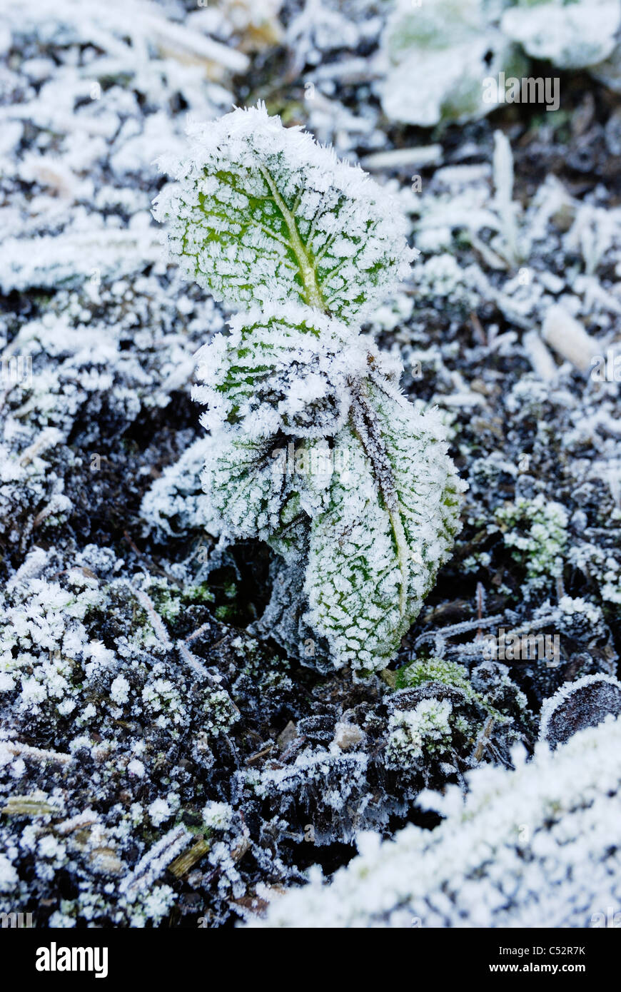 Red Pak Choi, surviving in heavy frost Stock Photo - Alamy