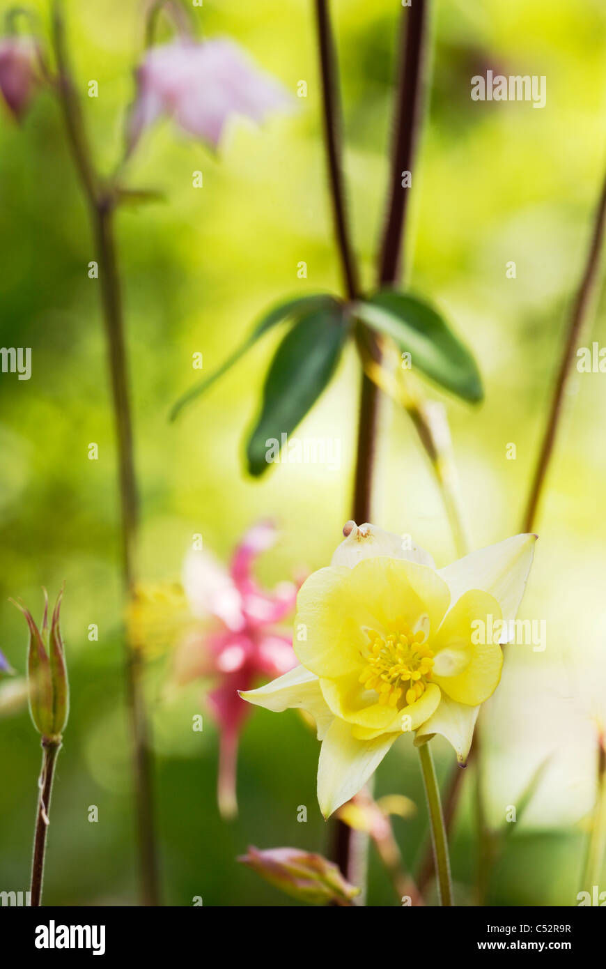 Columbine mckana hybrid hi-res stock photography and images - Alamy