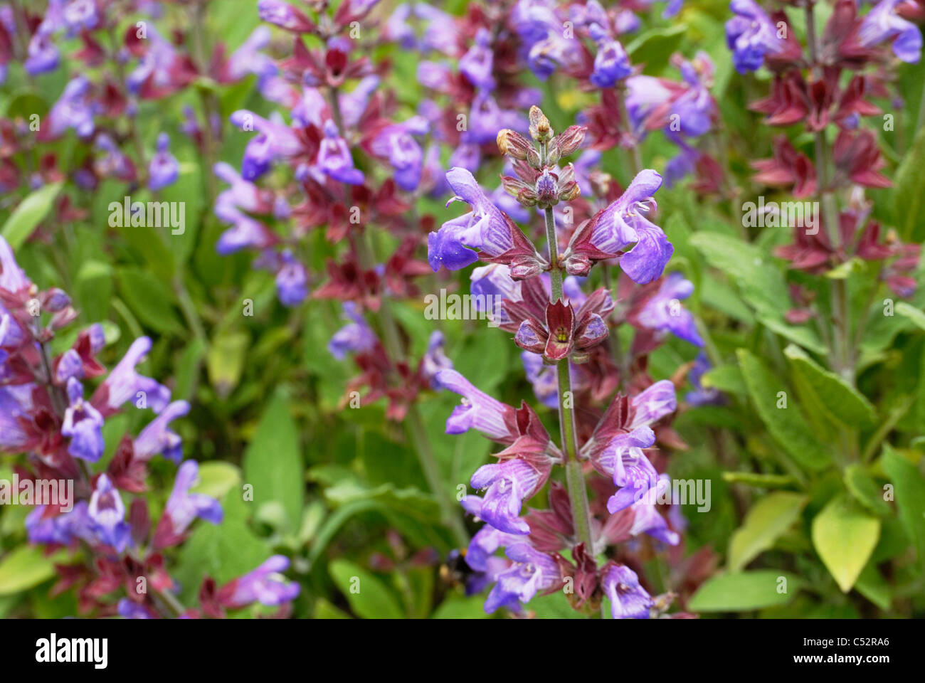 Sage herb flowers hi-res stock photography and images - Alamy