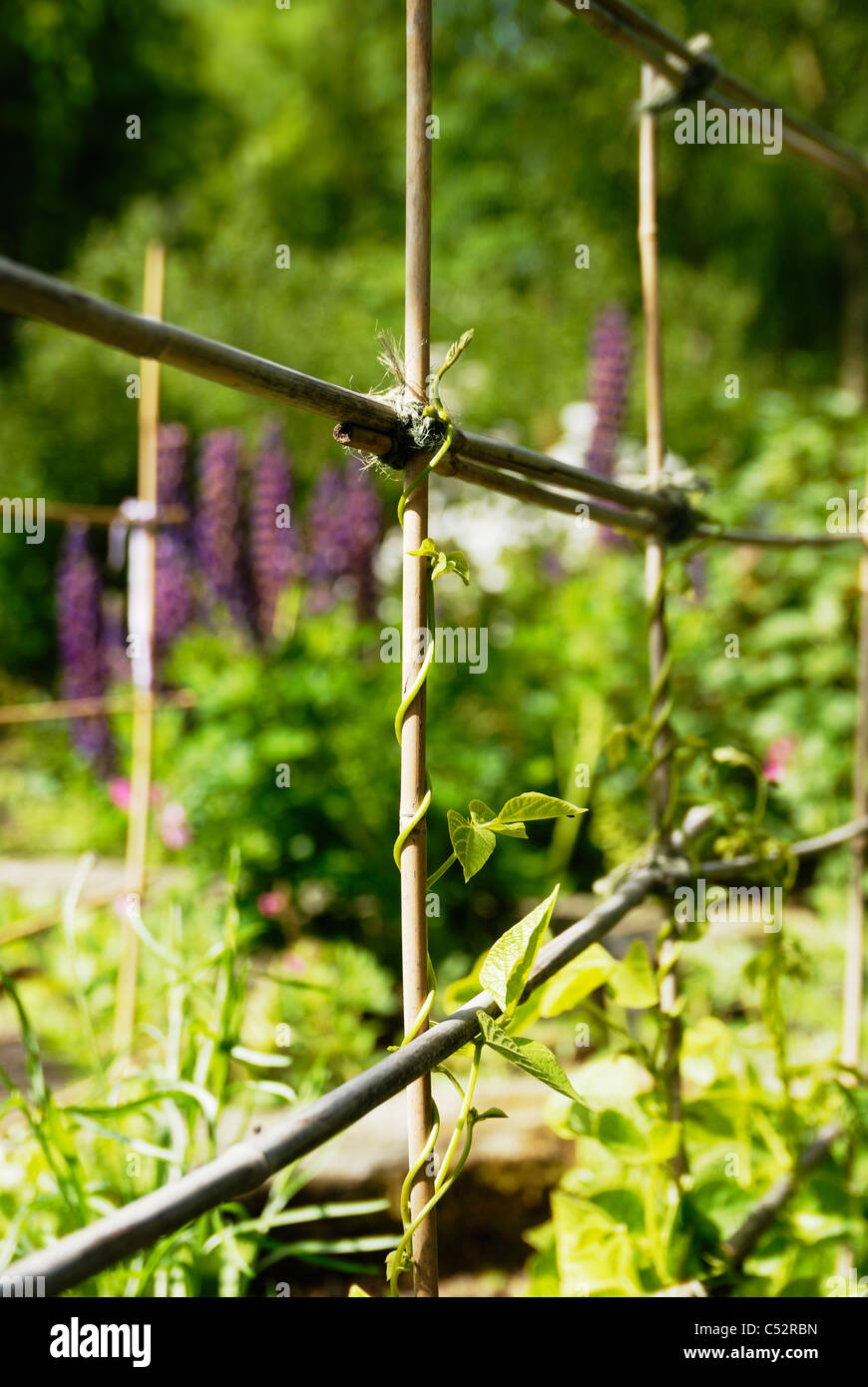 Runner beans canes hi-res stock photography and images - Alamy