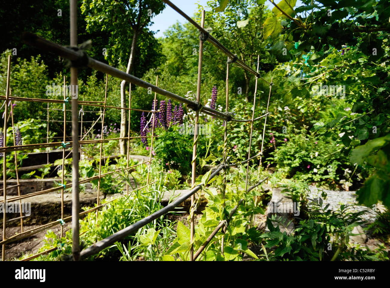 Runner beans climbing canes amongst fruit trees and soft fruit bushes ...