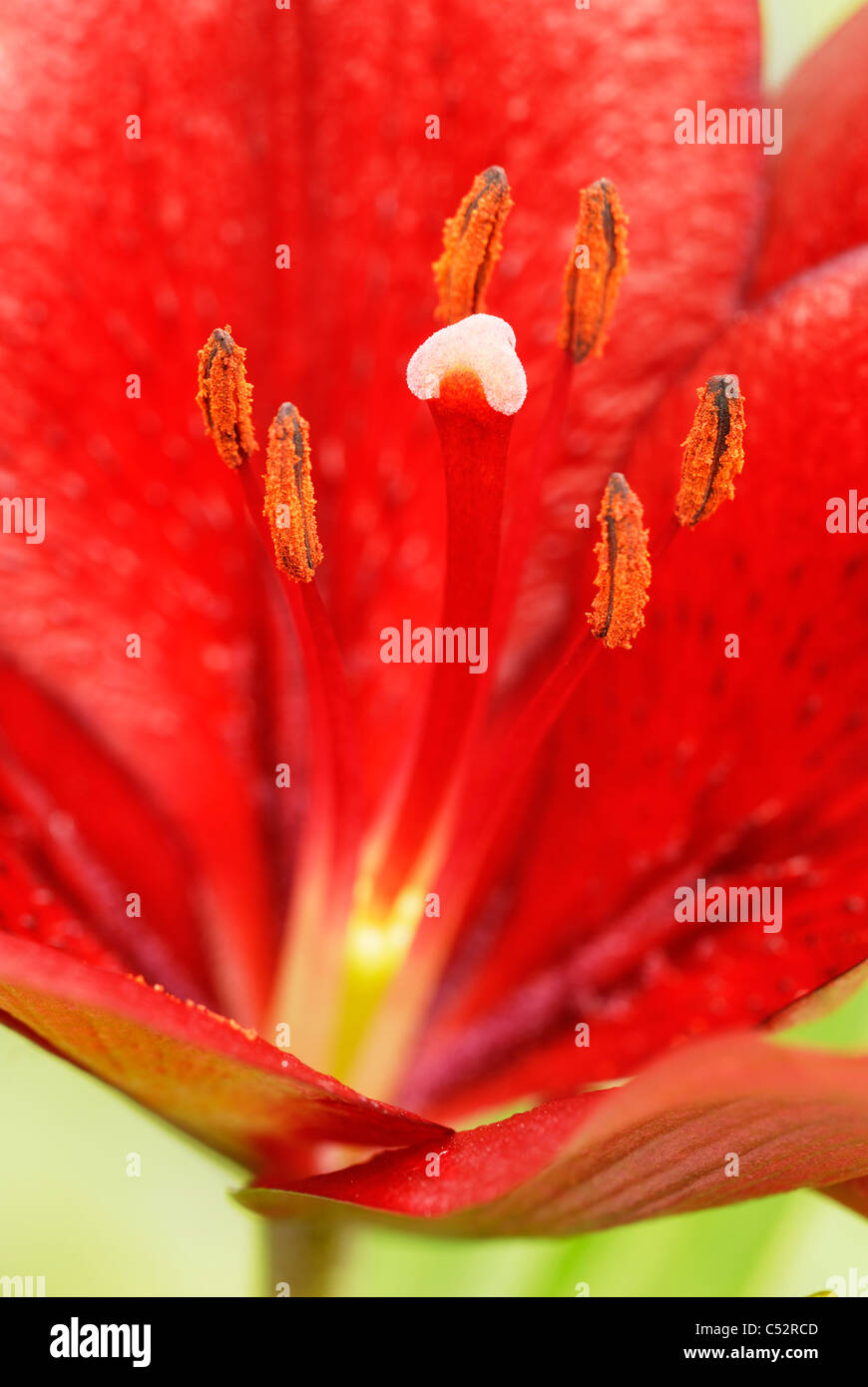 Close up of Red Asiatic Lily Stock Photo - Alamy