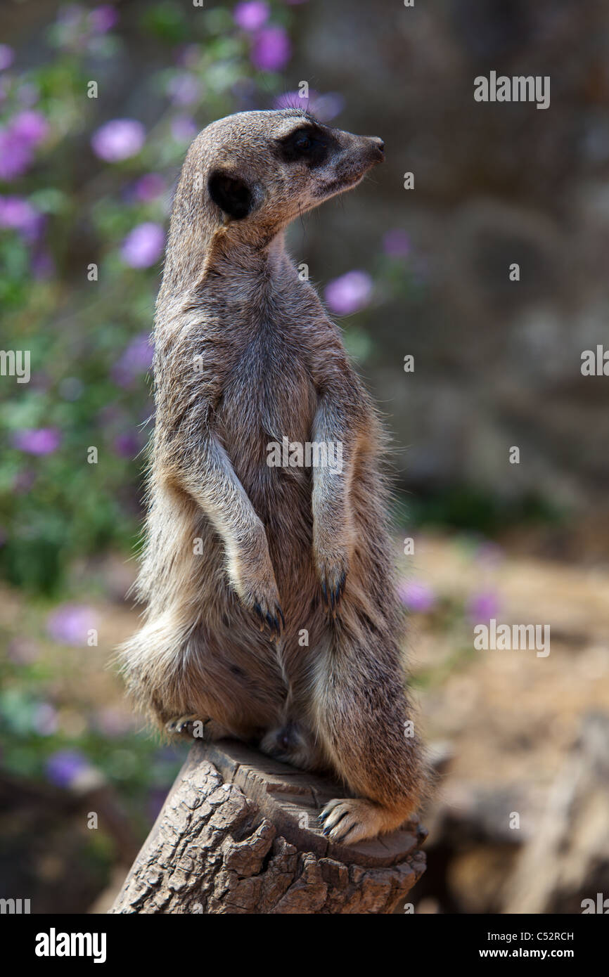 Is a small mammal belonging to the mongoose family hi-res stock ...