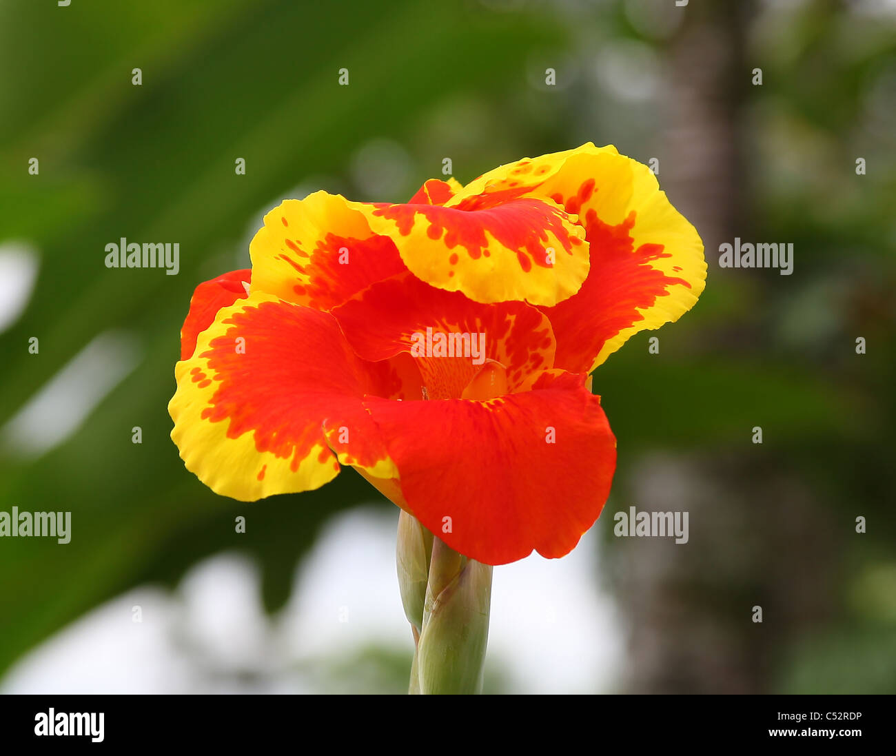 An exotic plant, probably an Iris, Costa Rica, Central America Stock ...