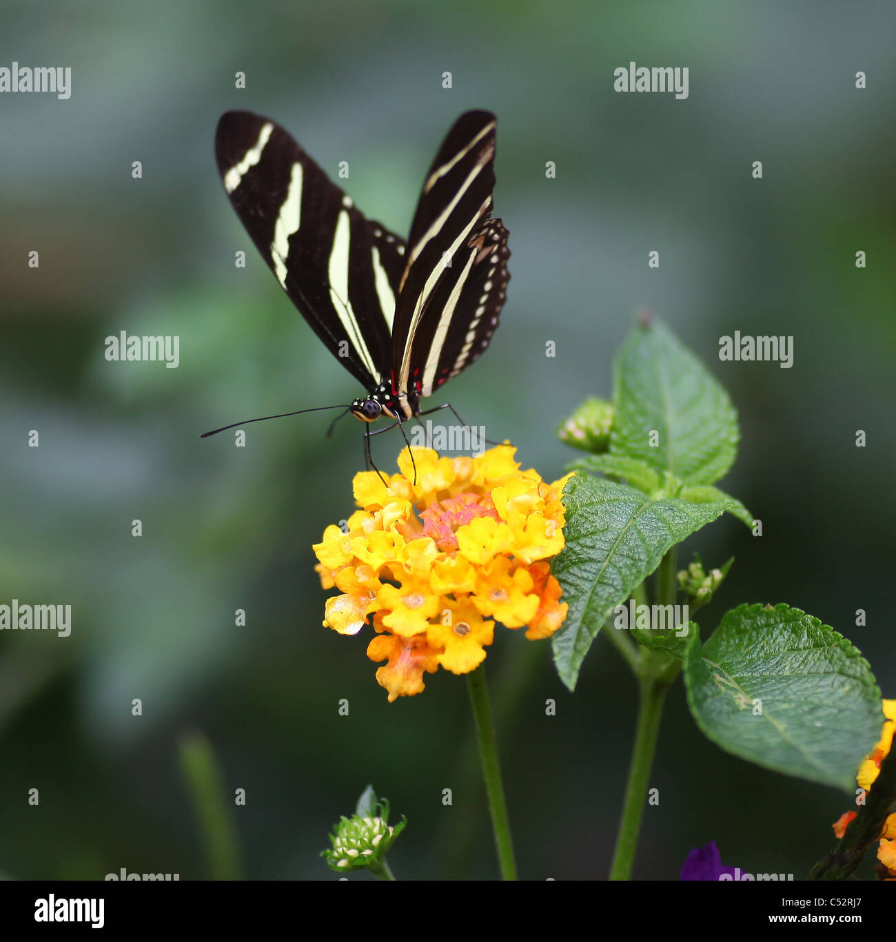 Black yellow butterfly zebra longwing hi-res stock photography and ...