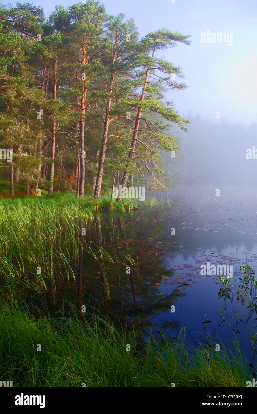 Scots Pines at Loch Garten, RSPB Abernethy Forest National Reserve ...