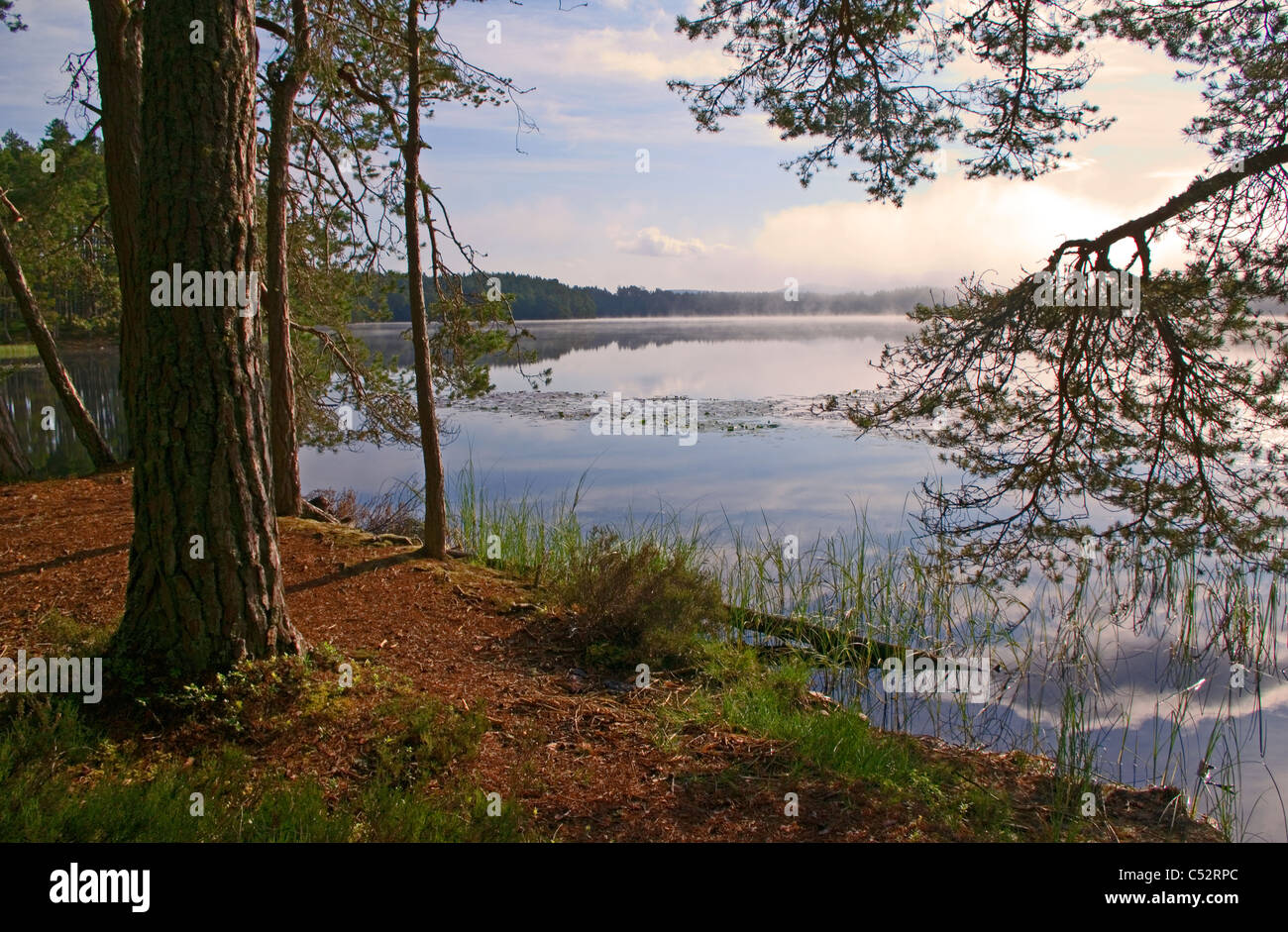 Loch Garten, RSPB Abernethy Forest National Nature Reserve, Cairngorms ...