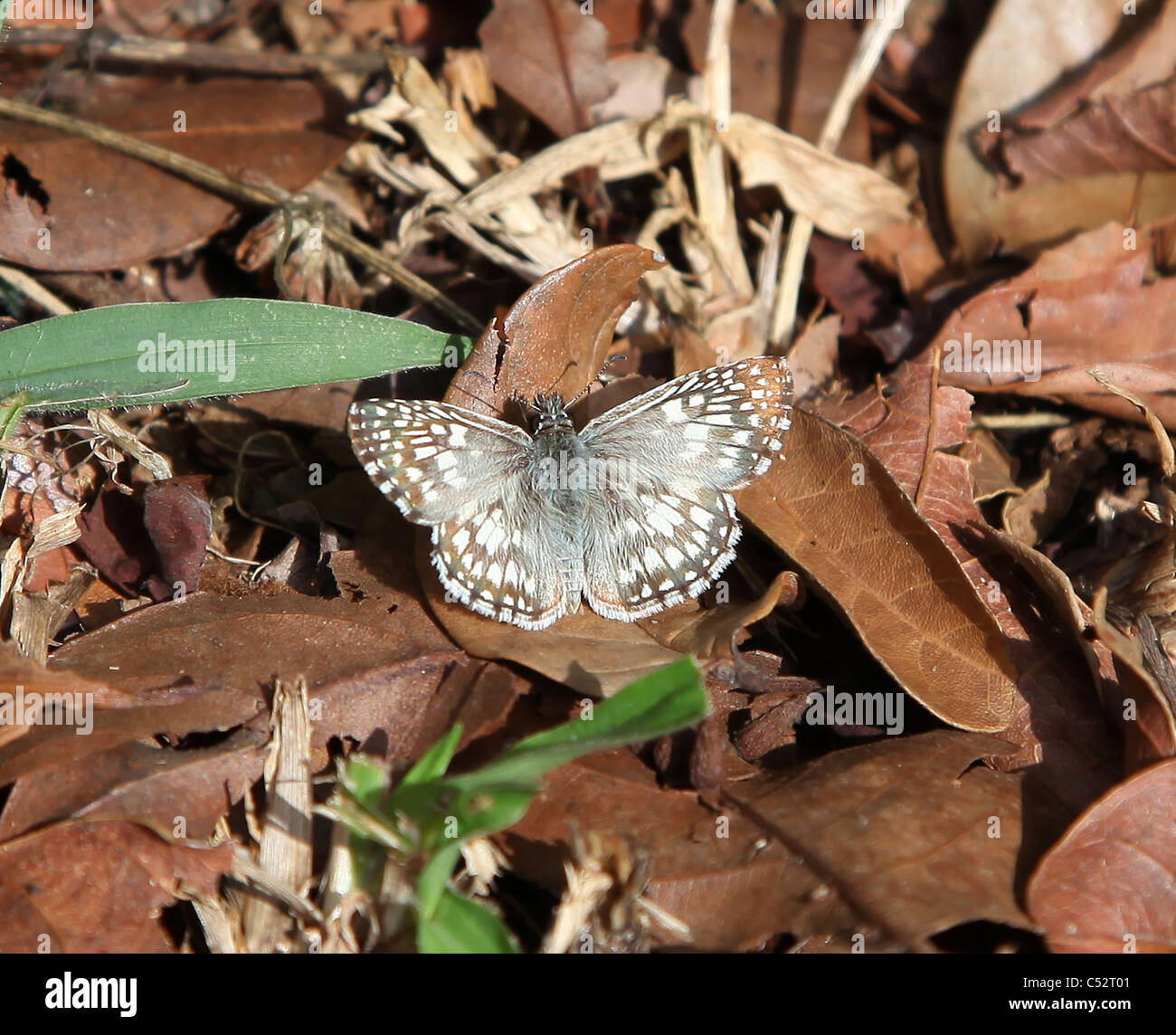 Tropical checkered skipper butterfly hi-res stock photography and ...