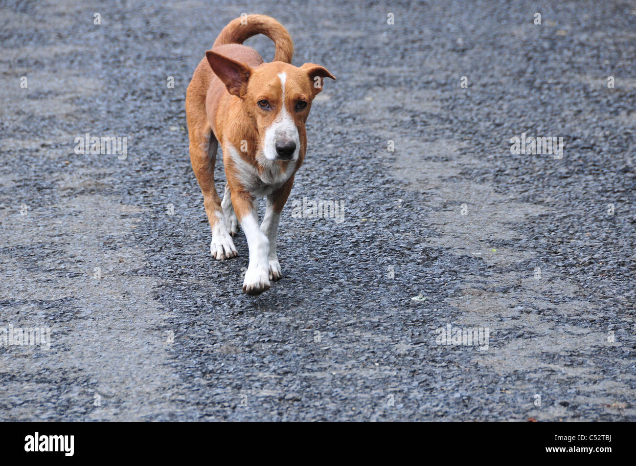 Dog walking on road Stock Photo - Alamy