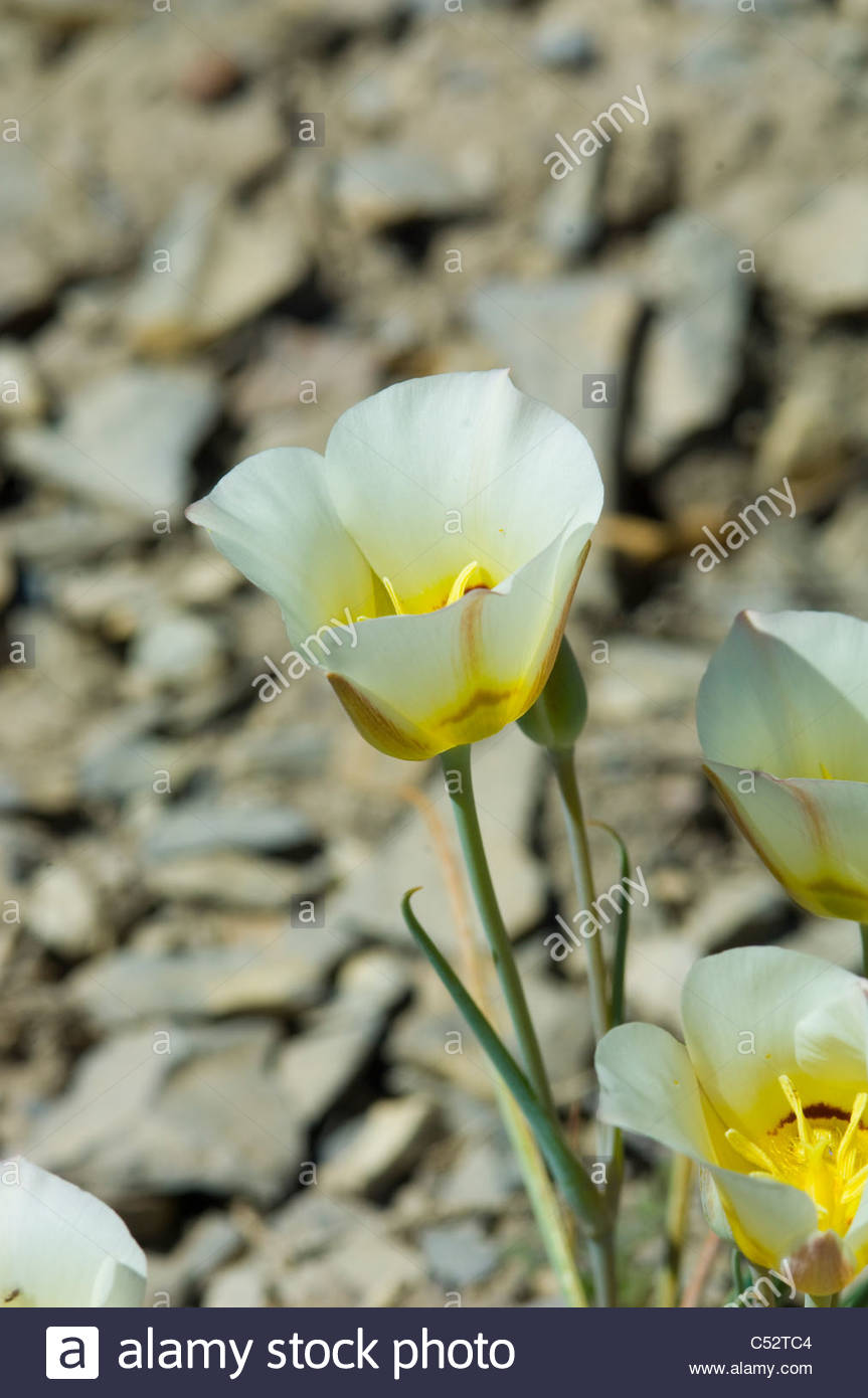 Sego Lily Flower Stock Photos & Sego Lily Flower Stock Images - Alamy