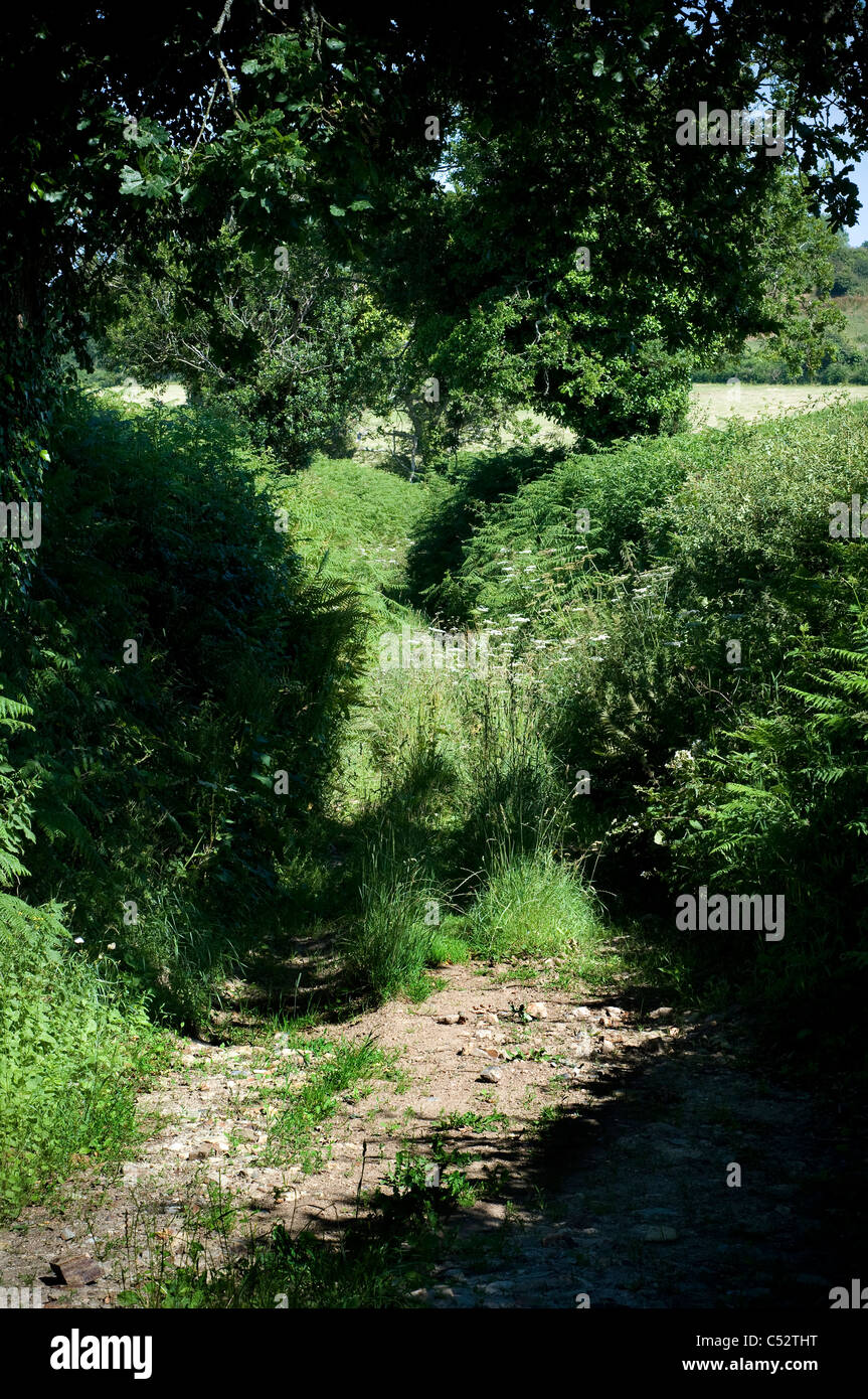 Overgrown unused lane or greenlane,[twisty, lane], path, pathway field ...