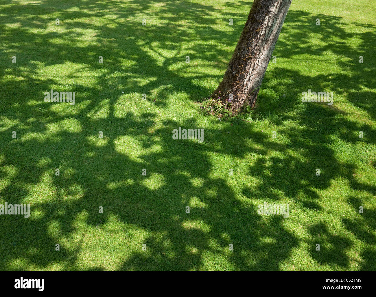 shadow of tree on green grass lawn Stock Photo - Alamy