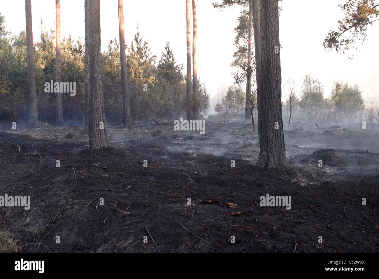 A forest fire burns out of control in Swinley Forest, Bracknell ...