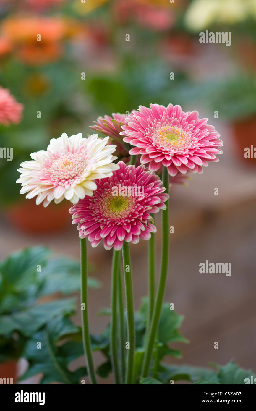 Three pink and white durora gerberas growing together Stock Photo - Alamy