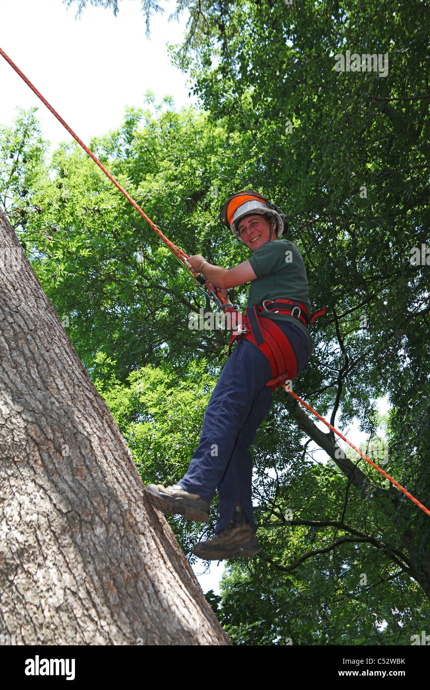 A female tree surgeon climbing a Douglas Fir tree in Somerset England ...