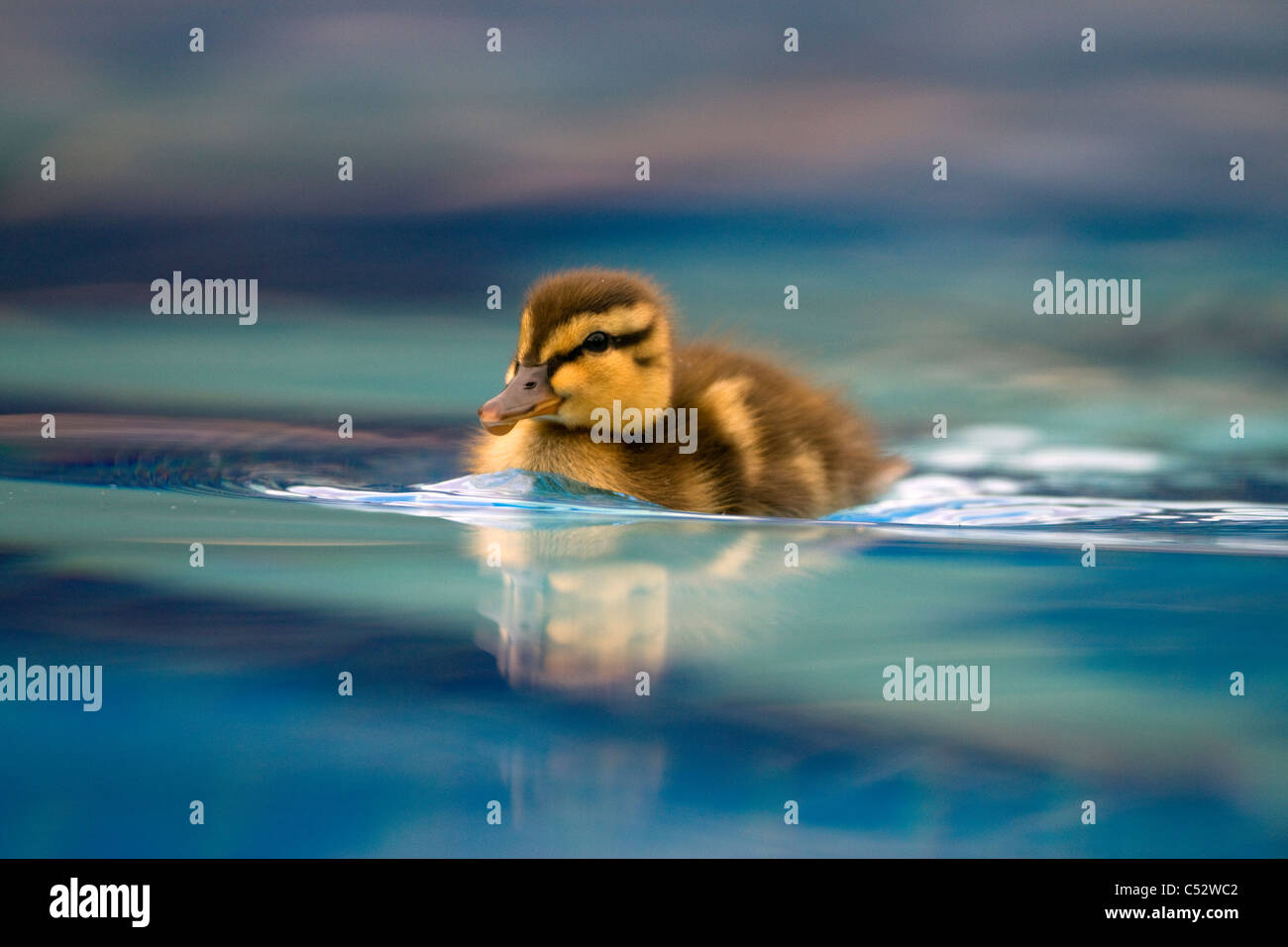 Single baby fluffy Mallard duckling. (Anas platyrhynchos). French ...