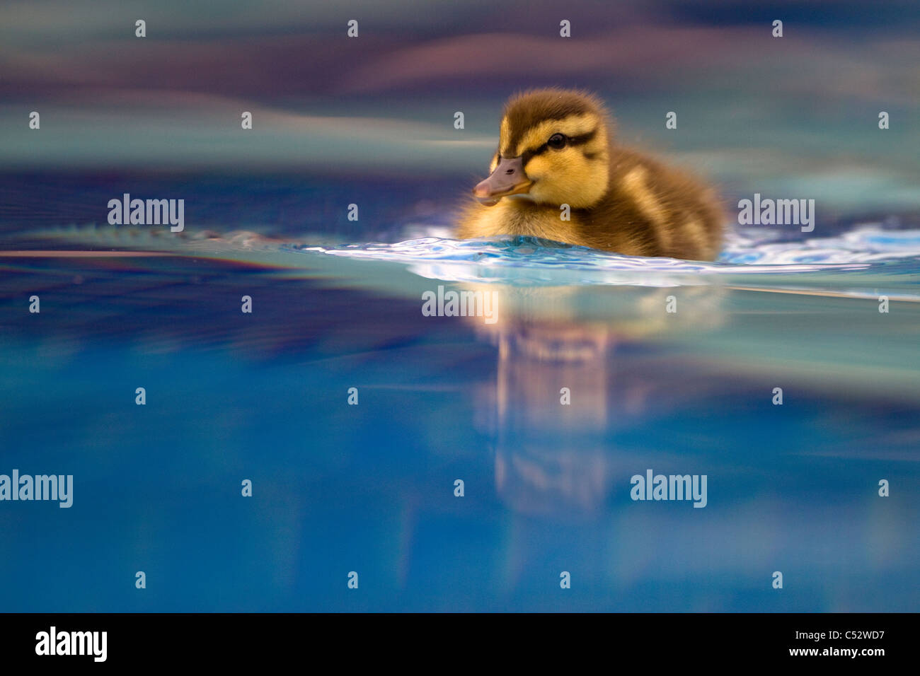 Single baby fluffy Mallard duckling. (Anas platyrhynchos). French ...