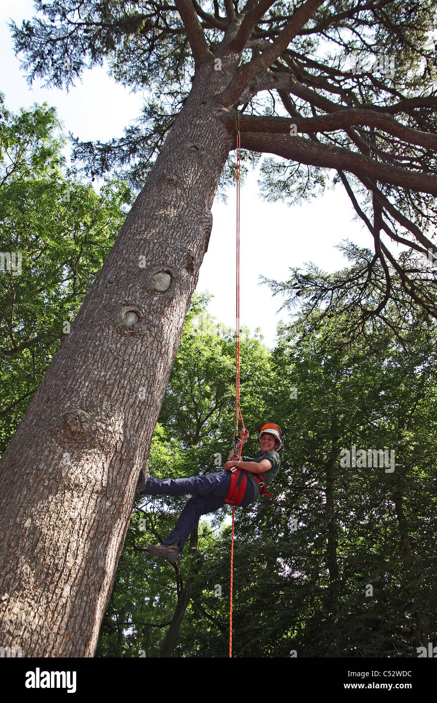 A female tree surgeon climbing a Douglas Fir tree in Somerset England ...