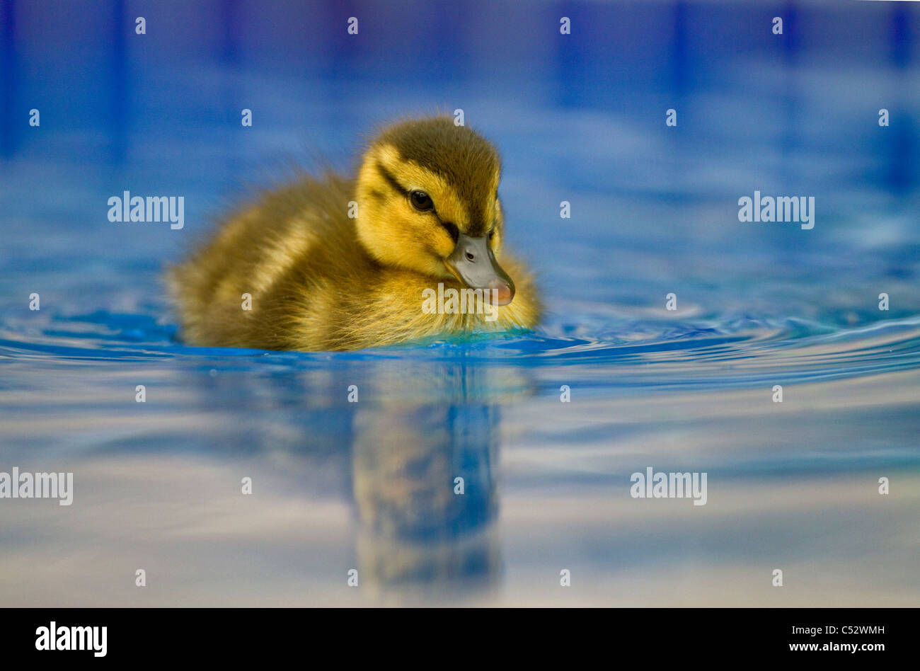 Single baby fluffy Mallard duckling. (Anas platyrhynchos). French ...