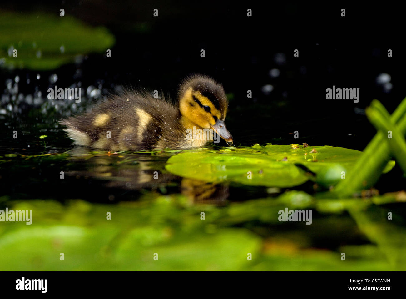 Single baby fluffy Mallard duckling. (Anas platyrhynchos). French ...