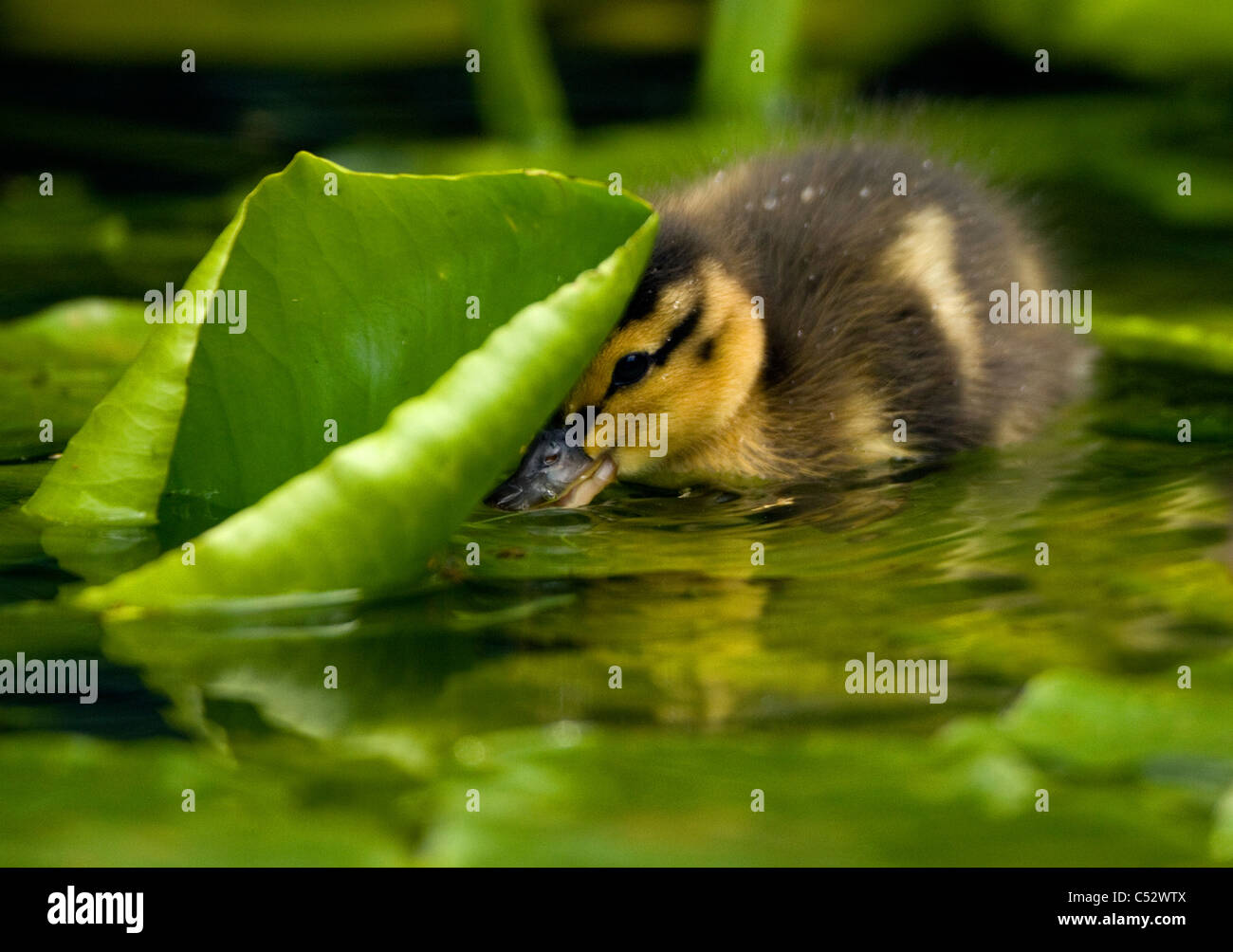 Single baby fluffy Mallard duckling. (Anas platyrhynchos). French ...