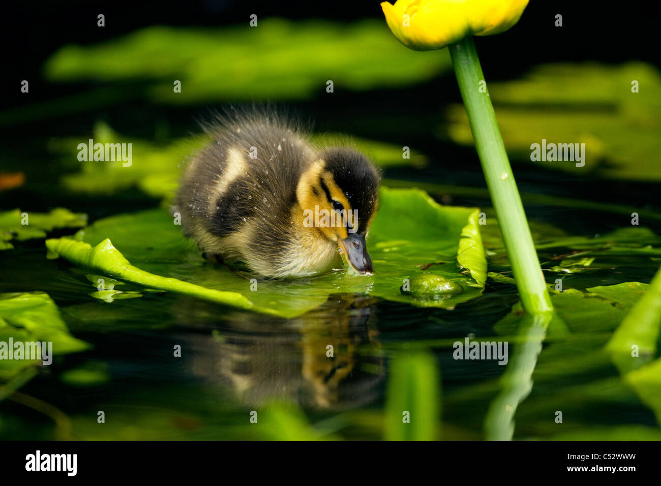 Single baby fluffy Mallard duckling. (Anas platyrhynchos). French ...