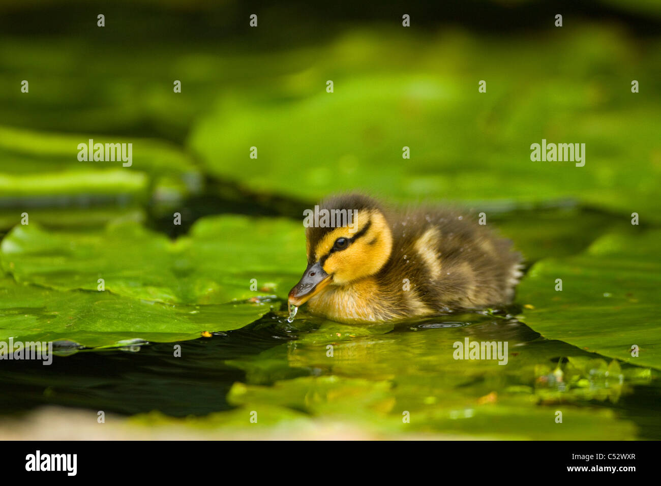 Single baby fluffy Mallard duckling. (Anas platyrhynchos). French ...
