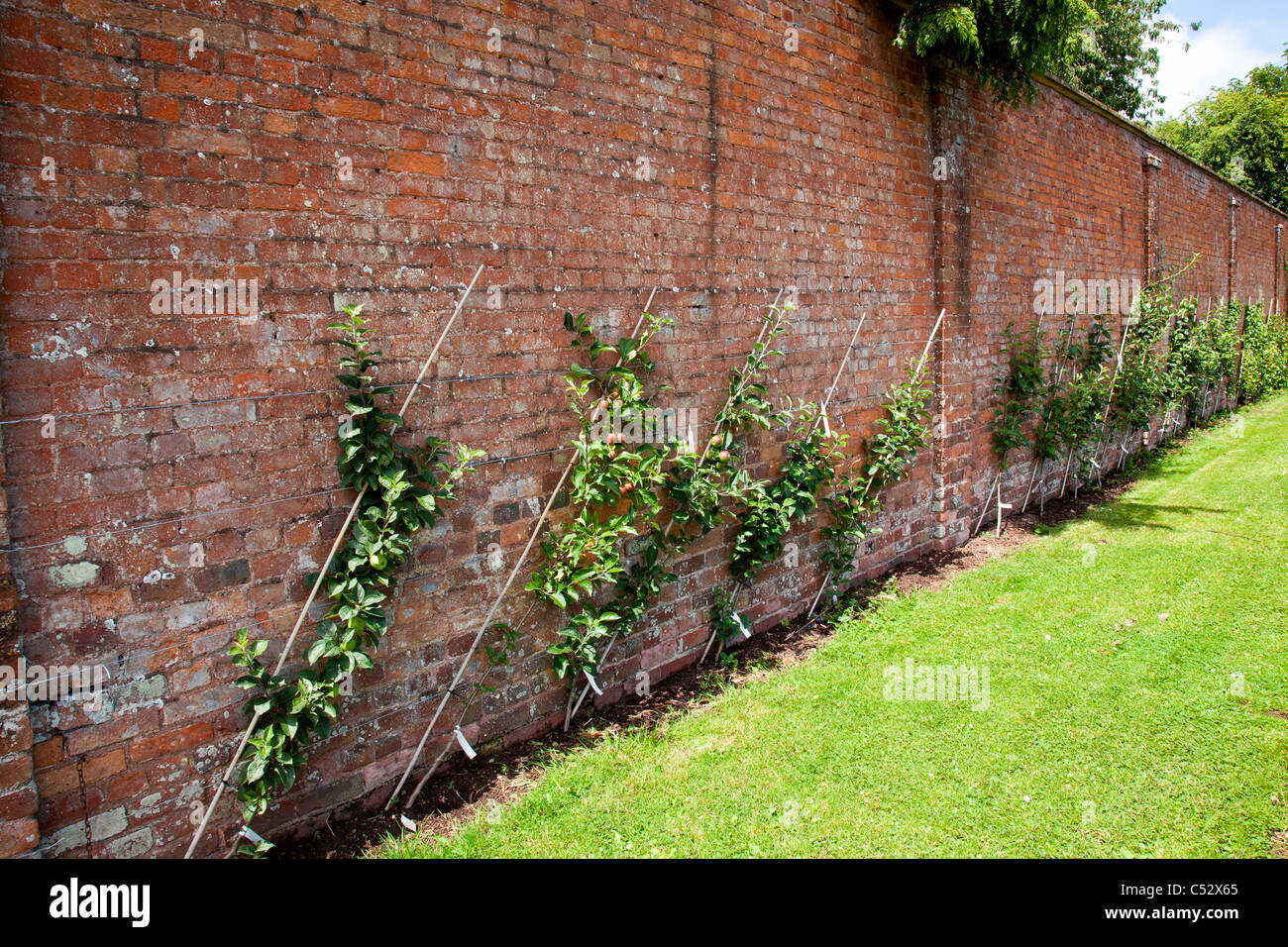 A row of cordon apples growing against the inside of a walled garden in ...