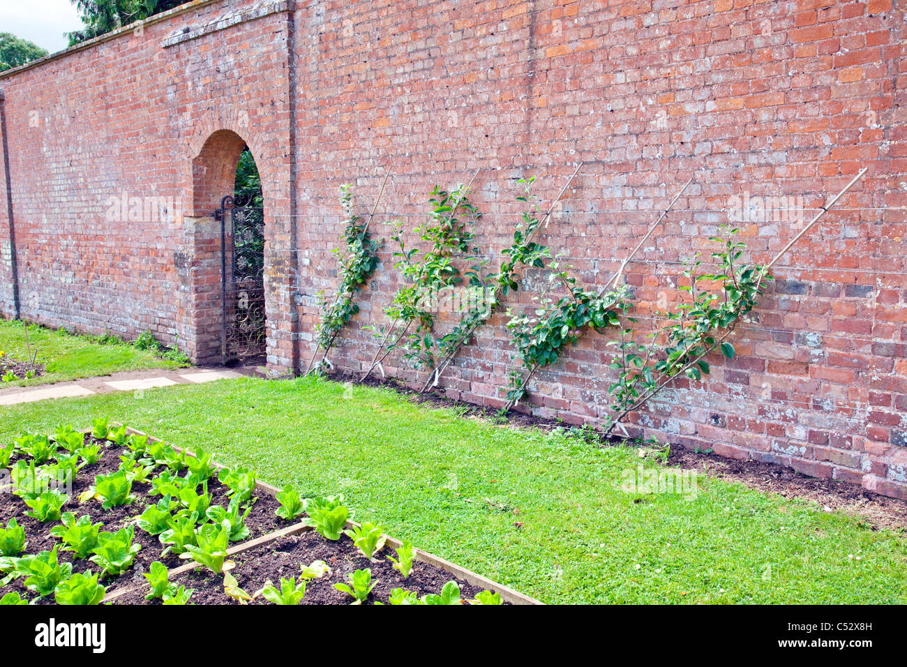 A row of cordon apples and a raised bed containing lettuce inside a ...