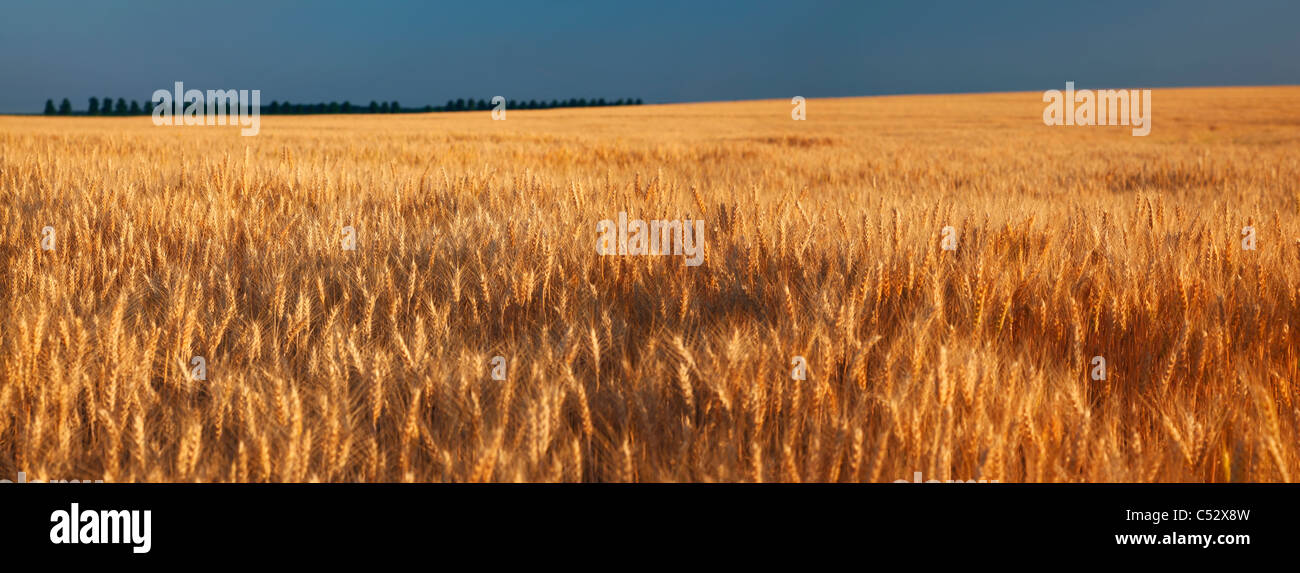 Filed nuclear hi-res stock photography and images - Alamy