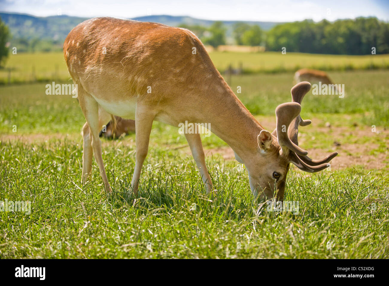 Grazing Deer High Resolution Stock Photography and Images - Alamy