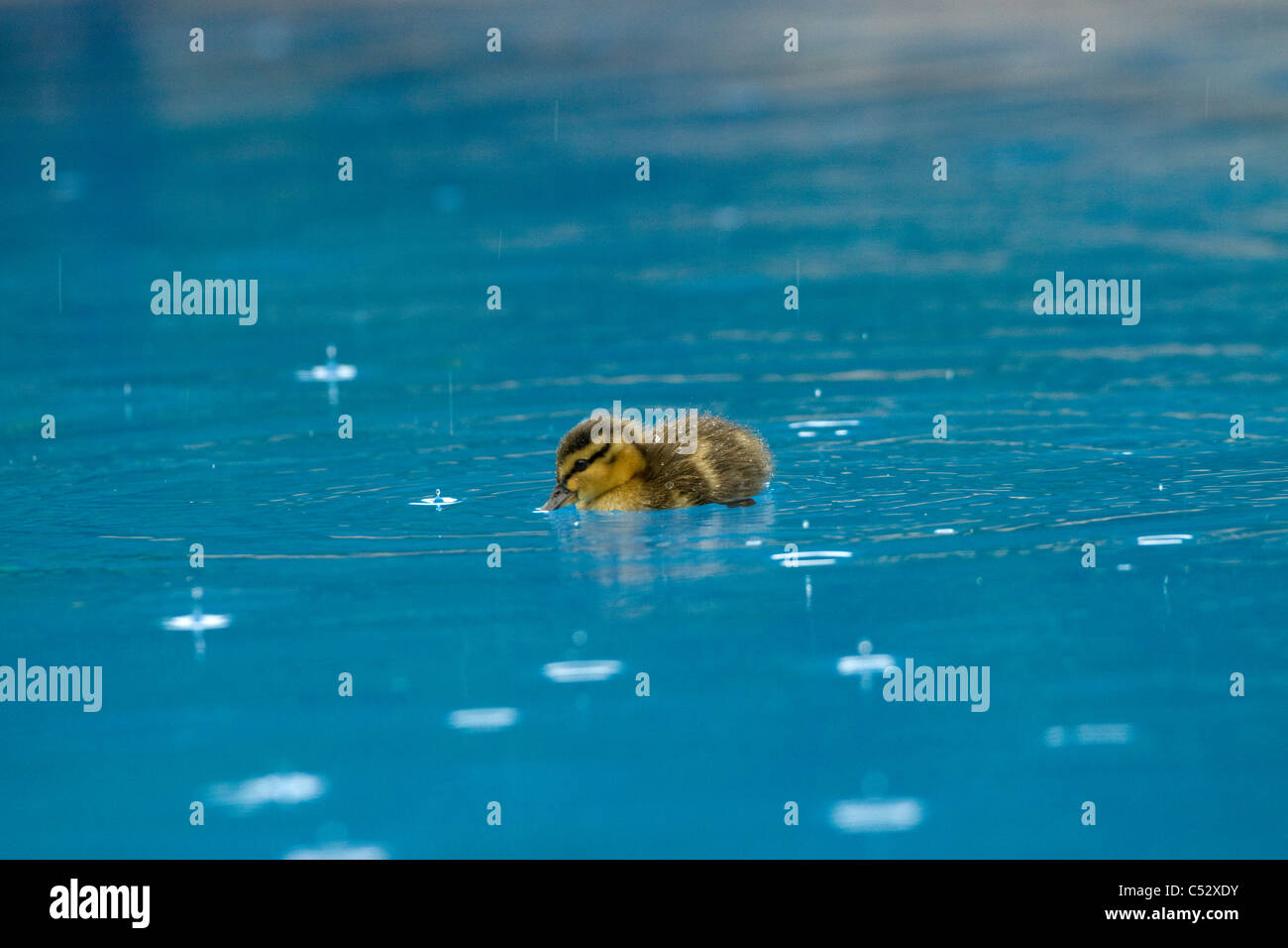 Single baby fluffy Mallard duckling. (Anas platyrhynchos). French ...
