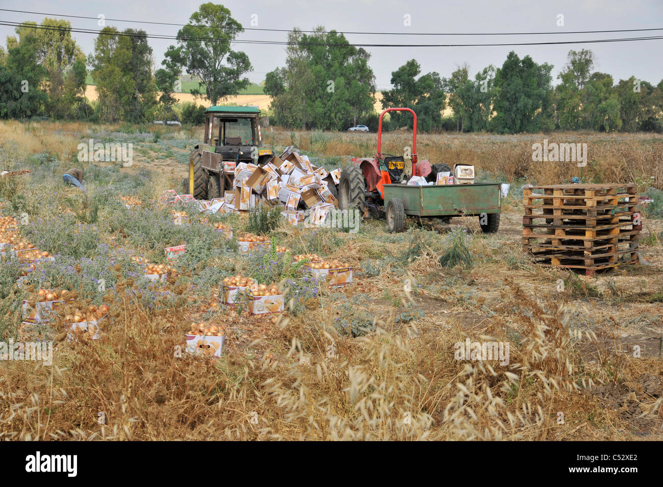 agriculture field workers Stock Photo - Alamy