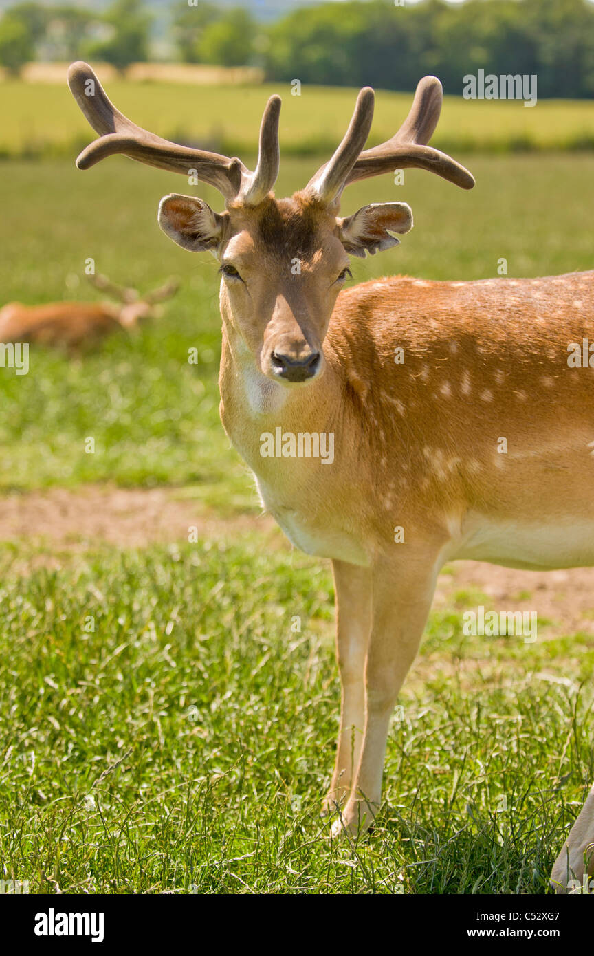 Young male Fallow deer with velvet antlers standing in a UK field ...