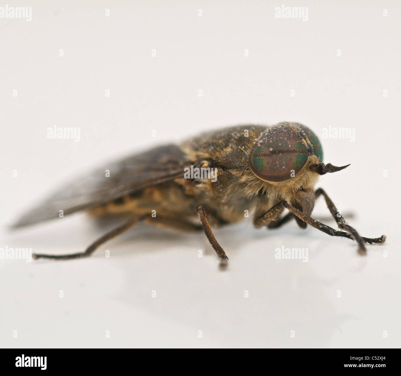 This is a Cleg-fly (Haematopota pluvialis) about 10mm long and dull ...