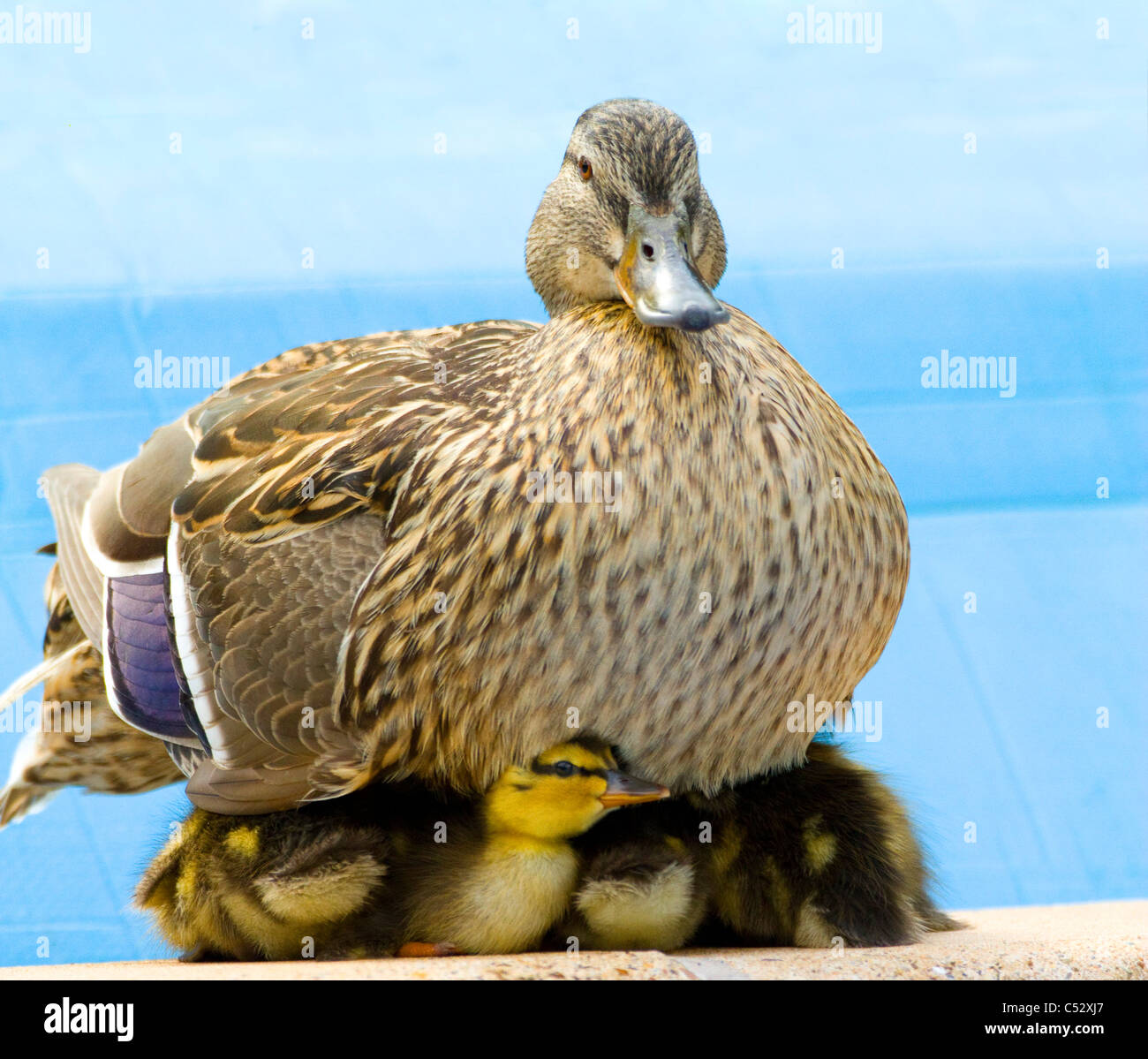 Fluffy Mallard ducklings with mother. (Anas platyrhynchos). French ...
